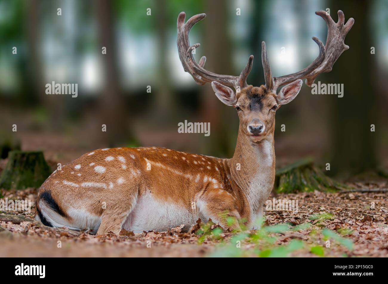 a handsome fallow deer buck is sitting in the forest and relaxing Stock ...