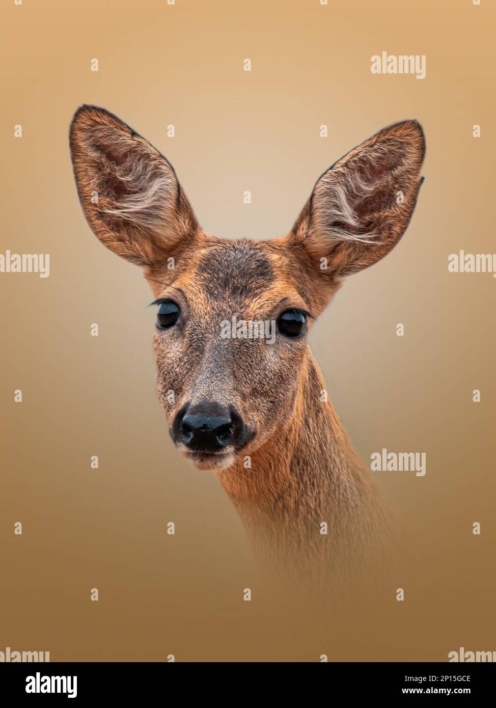 Roe doe portrait hi-res stock photography and images - Alamy