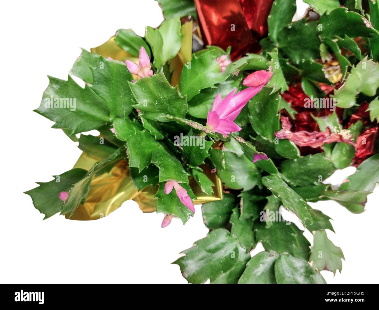 Blooming Christmas cactus. Schlumbergera truncata plant Stock Photo - Alamy