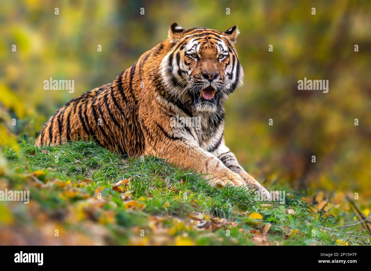 a handsome young tiger is lying around and relaxing Stock Photo - Alamy