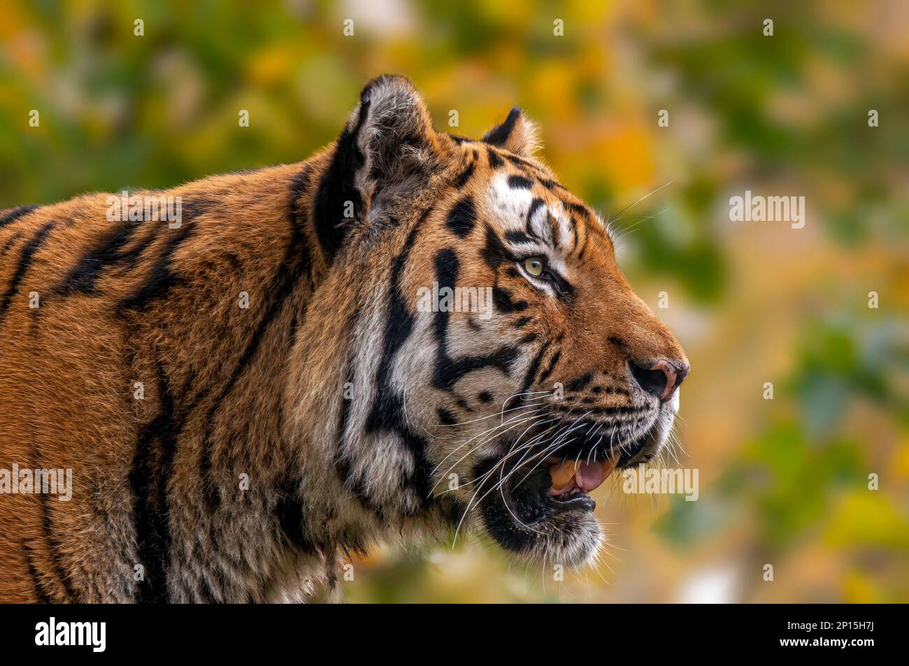 Pretty agility hi-res stock photography and images - Alamy