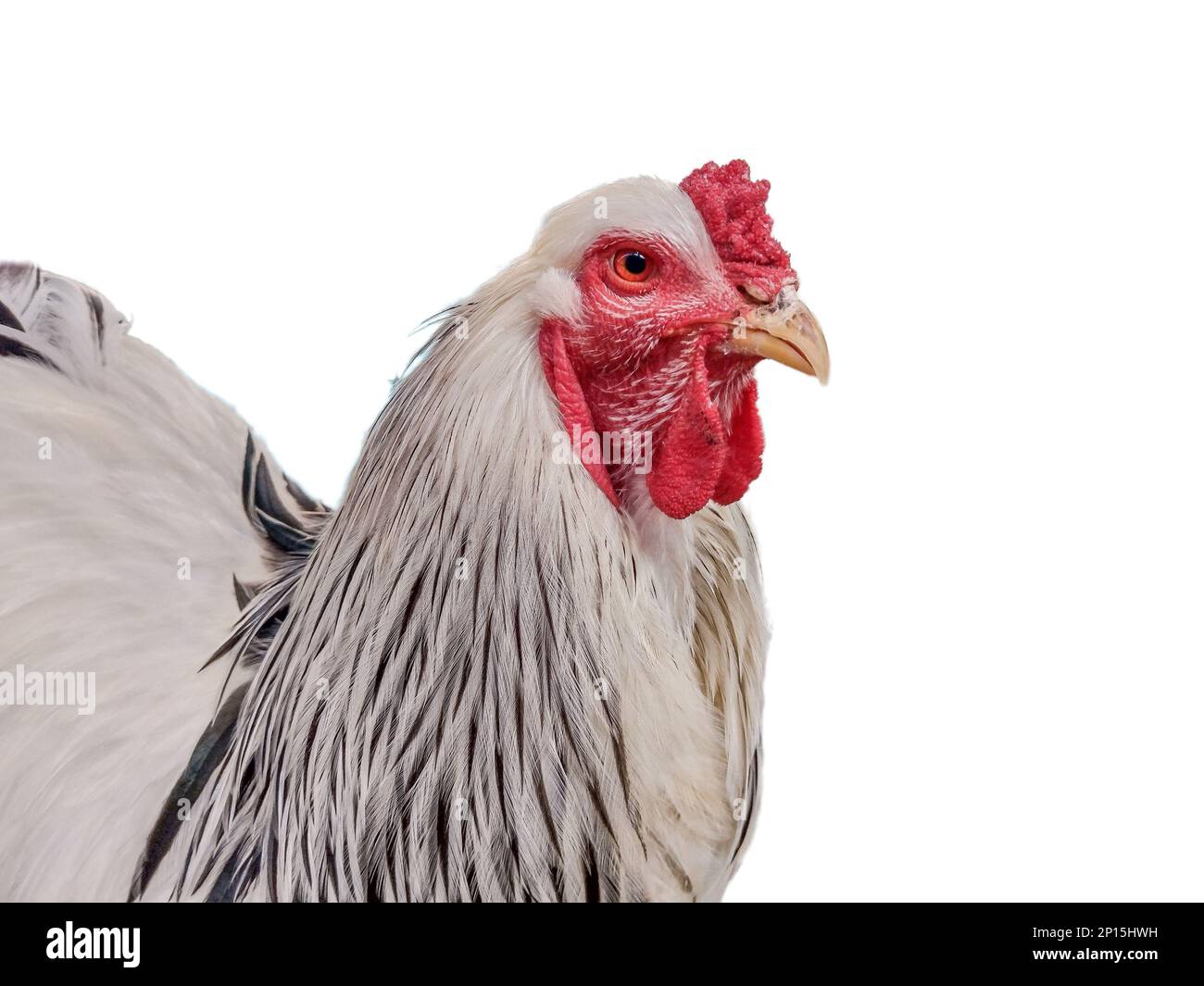 Brahma chicken isolated on white background Stock Photo - Alamy