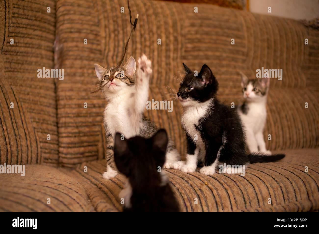 playful young kitten siblings romping around Stock Photo - Alamy
