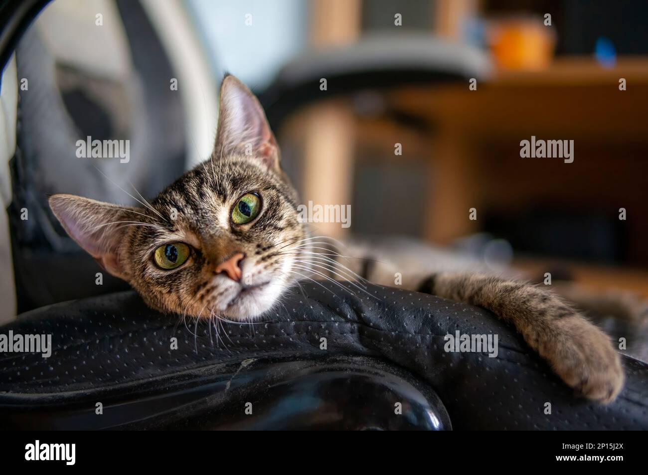 Looks relaxed hi-res stock photography and images - Alamy