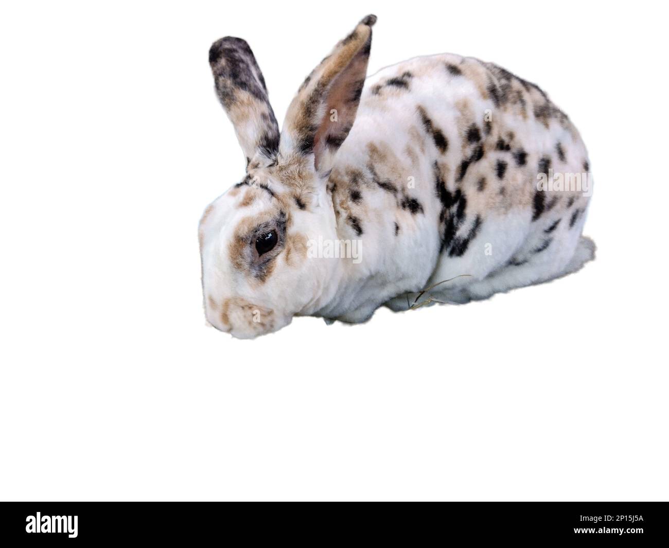 White rabbit with brown and black spots Stock Photo - Alamy