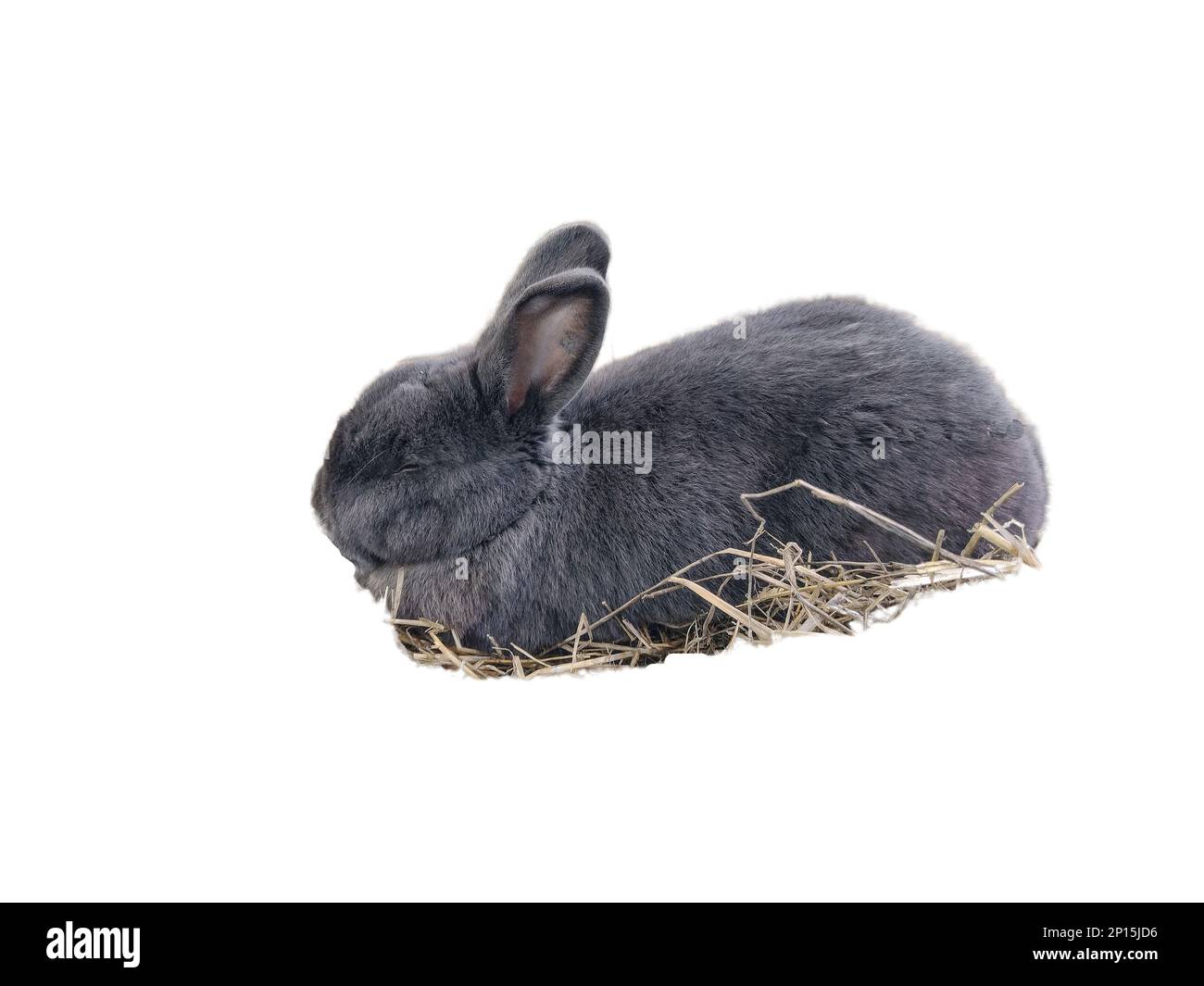 Rabbit isolated on white background Stock Photo - Alamy