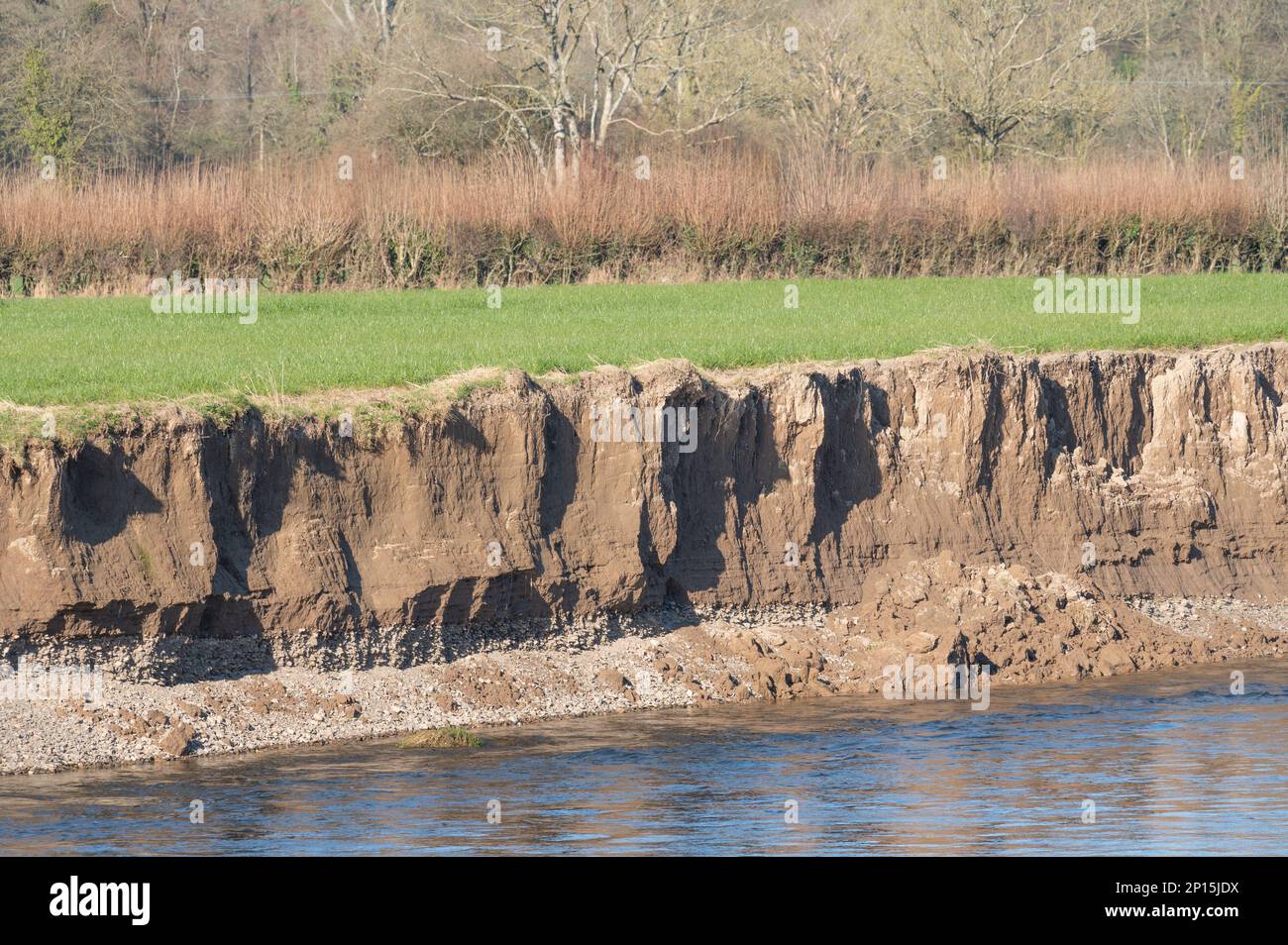 Erosion of the bank of the River Towy Stock Photo - Alamy