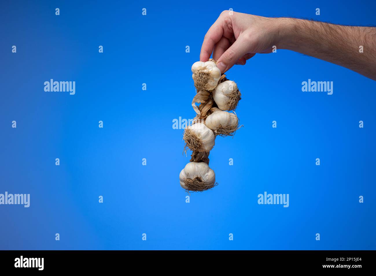 Garlic plait. Braided rope of garlic bulbs held in palm by Caucasian ...