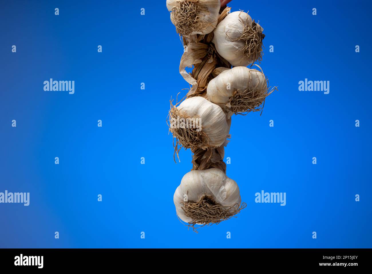 Garlic plait. Braided rope of garlic bulbs. Close up studio shot ...