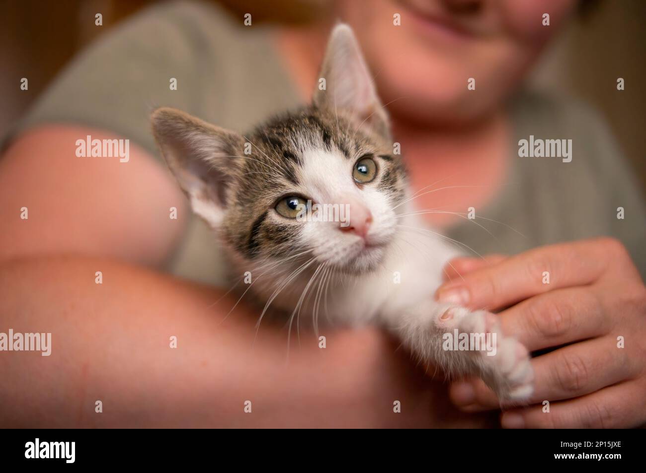 a young cute kitten cuddles with his human Stock Photo - Alamy