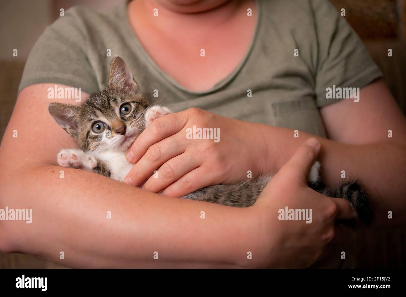 a young cute kitten cuddles with his human Stock Photo - Alamy