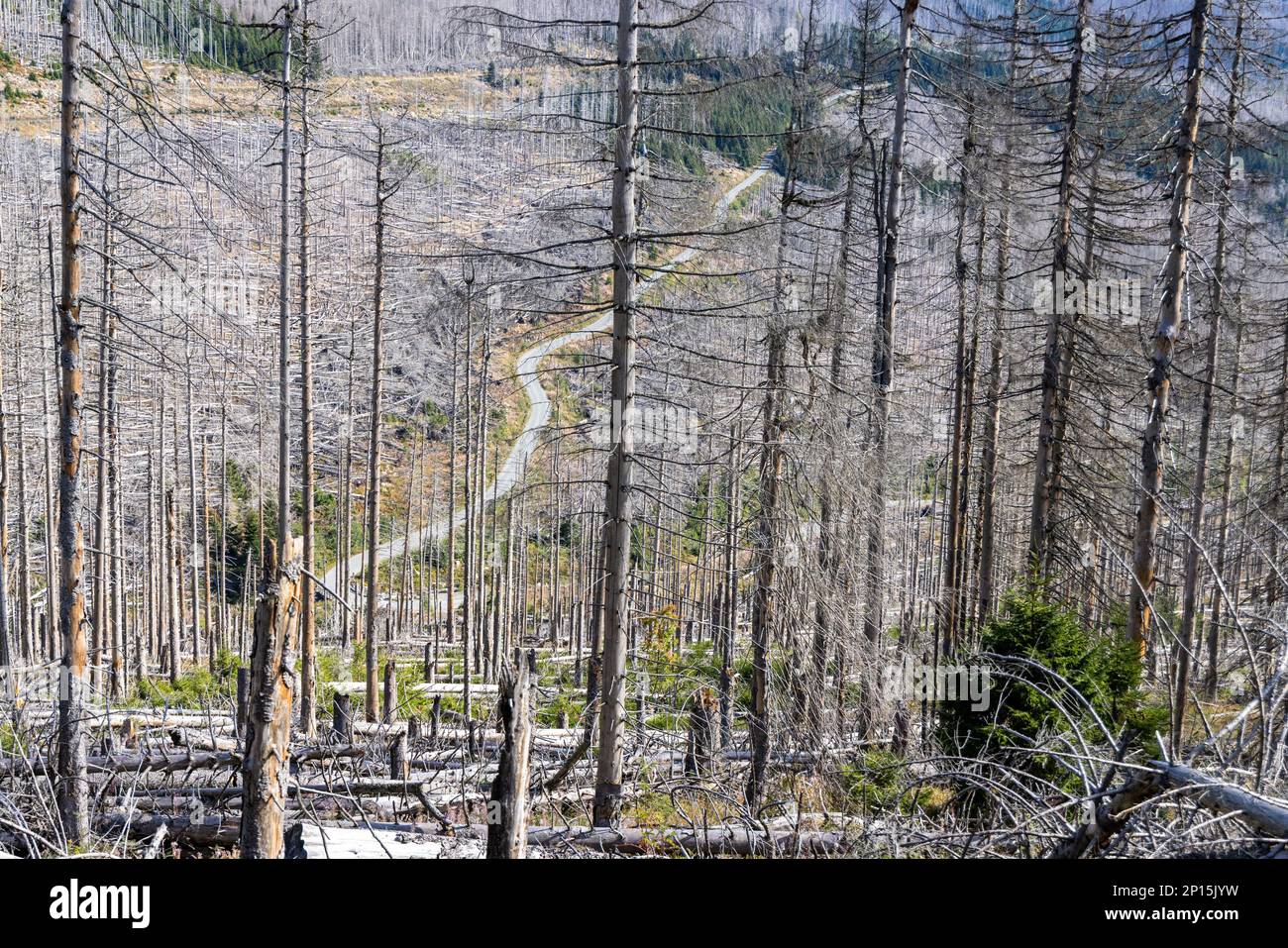 toter Harzer Wald Waldsterben durch Borkenkäfer Stock Photo - Alamy