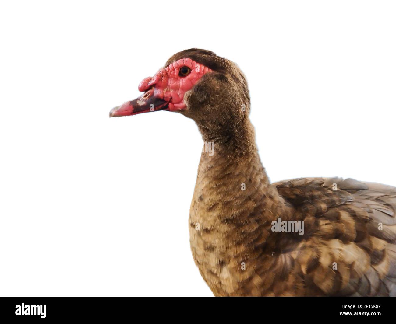 Brown duck isolated on white background Stock Photo - Alamy