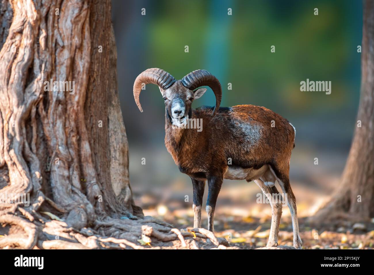 Furry mammal stands hi-res stock photography and images - Alamy