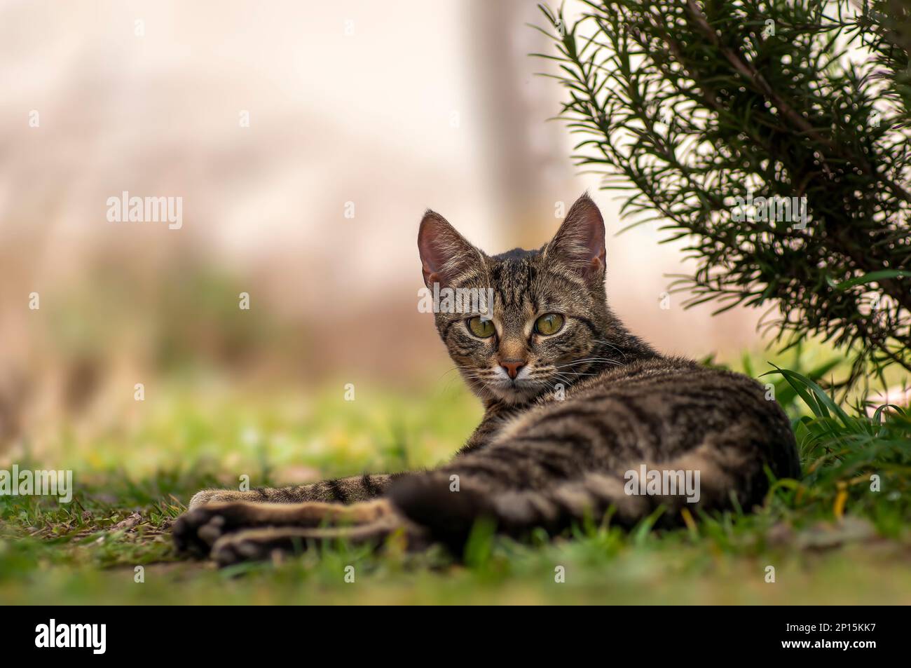 young pretty adult cat looks relaxed at the camera Stock Photo - Alamy