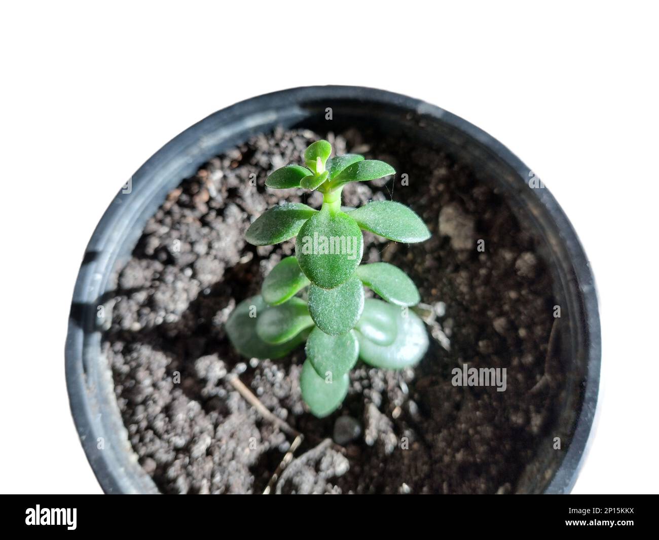 Jade plant (Crassula ovata) plant in the pot Stock Photo - Alamy