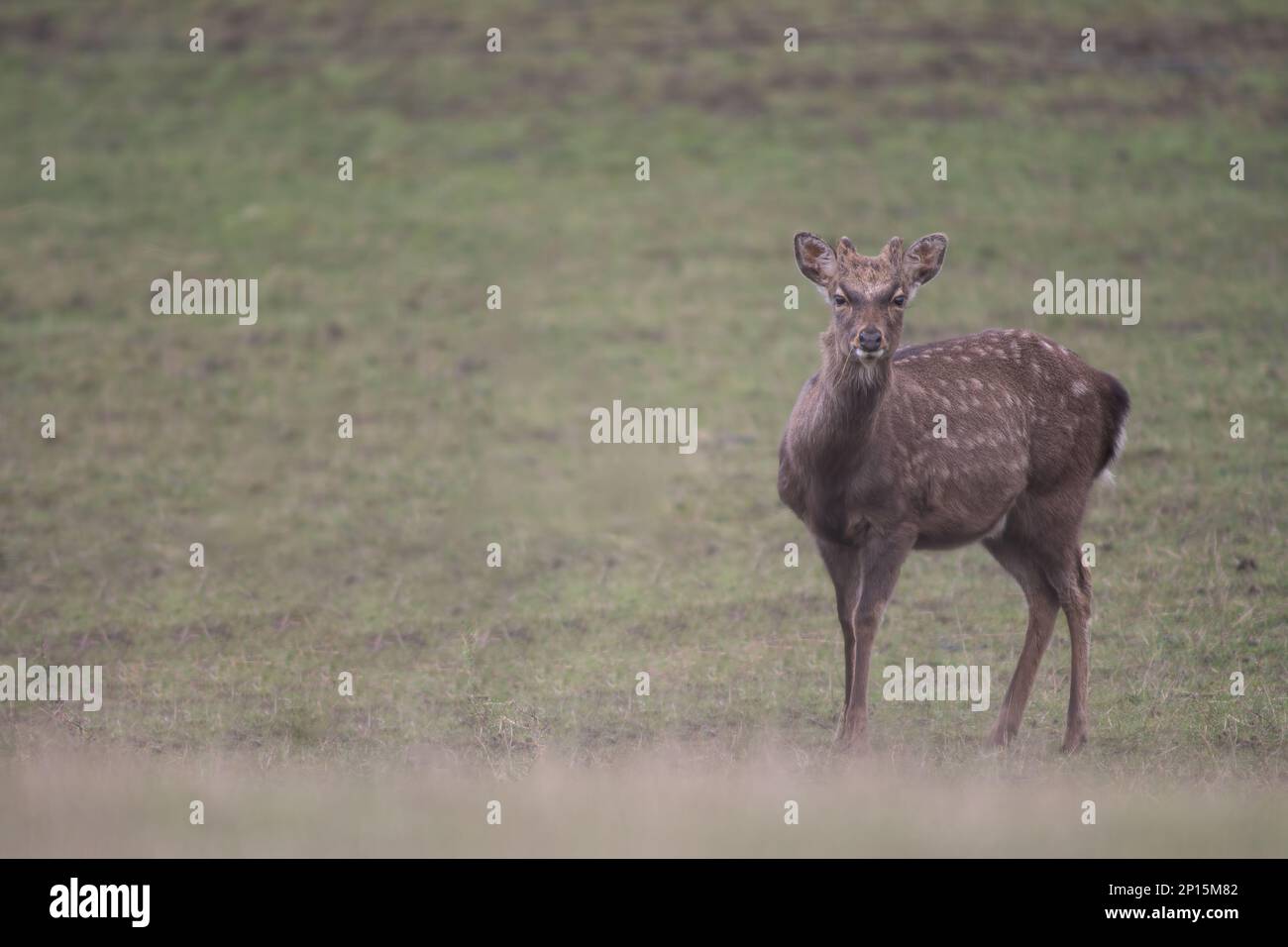 Fluffy young red deer hi-res stock photography and images - Alamy