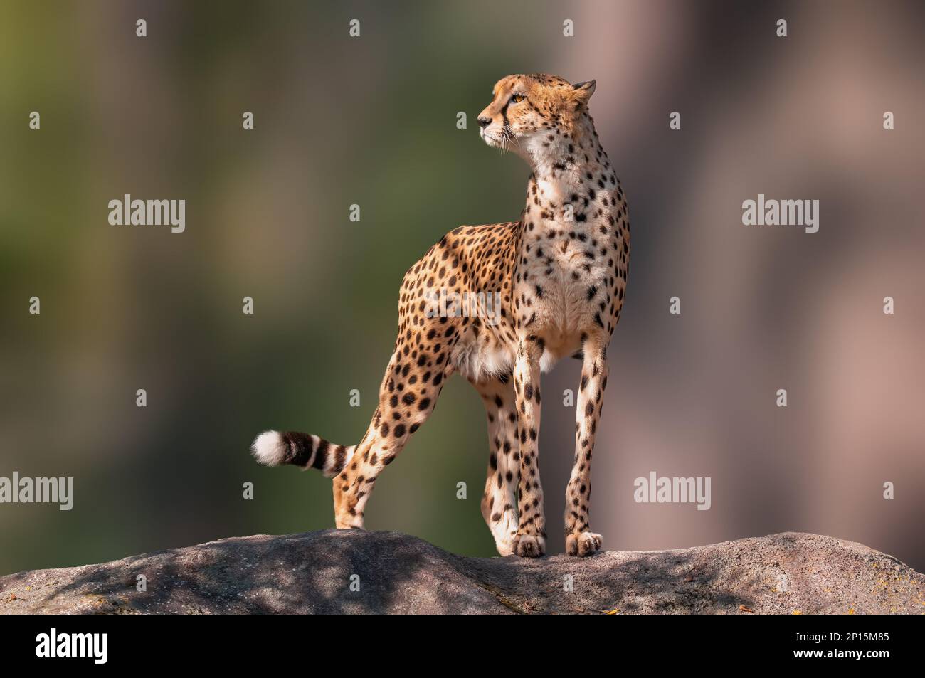 Spotted mammal stands hi-res stock photography and images - Alamy