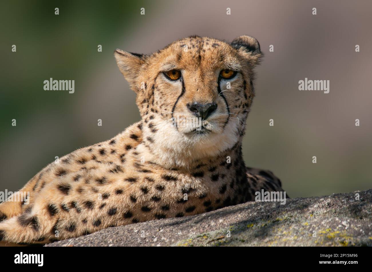 Fluffy cheetah cub hi-res stock photography and images - Alamy