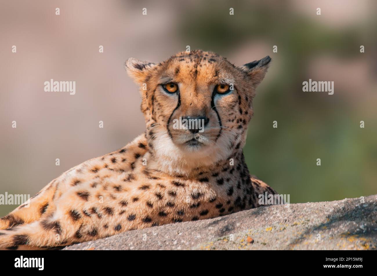 Fluffy cheetah cub hi-res stock photography and images - Alamy