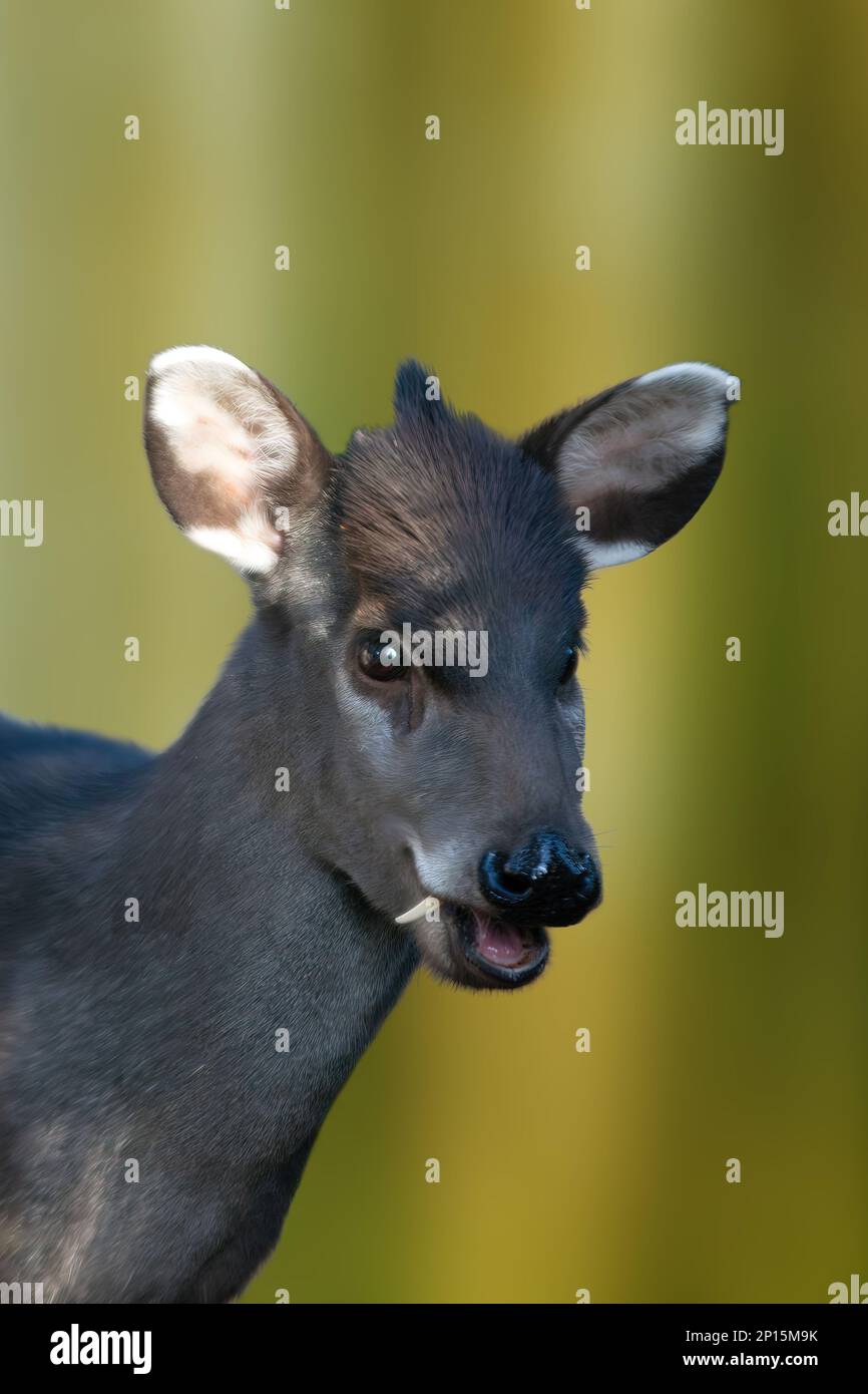 Crested deer hi-res stock photography and images - Alamy