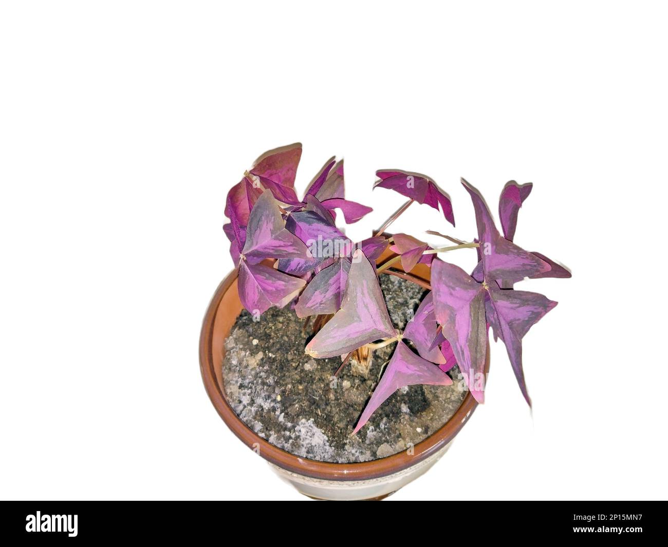 Purple Shamrock plant isolated on white. Oxalis triangularis plant ...