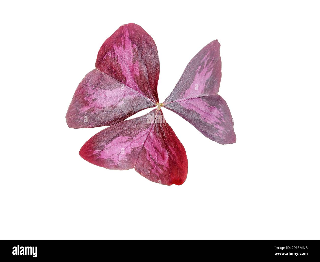 Purple Shamrock plant isolated on white. Oxalis triangularis plant ...