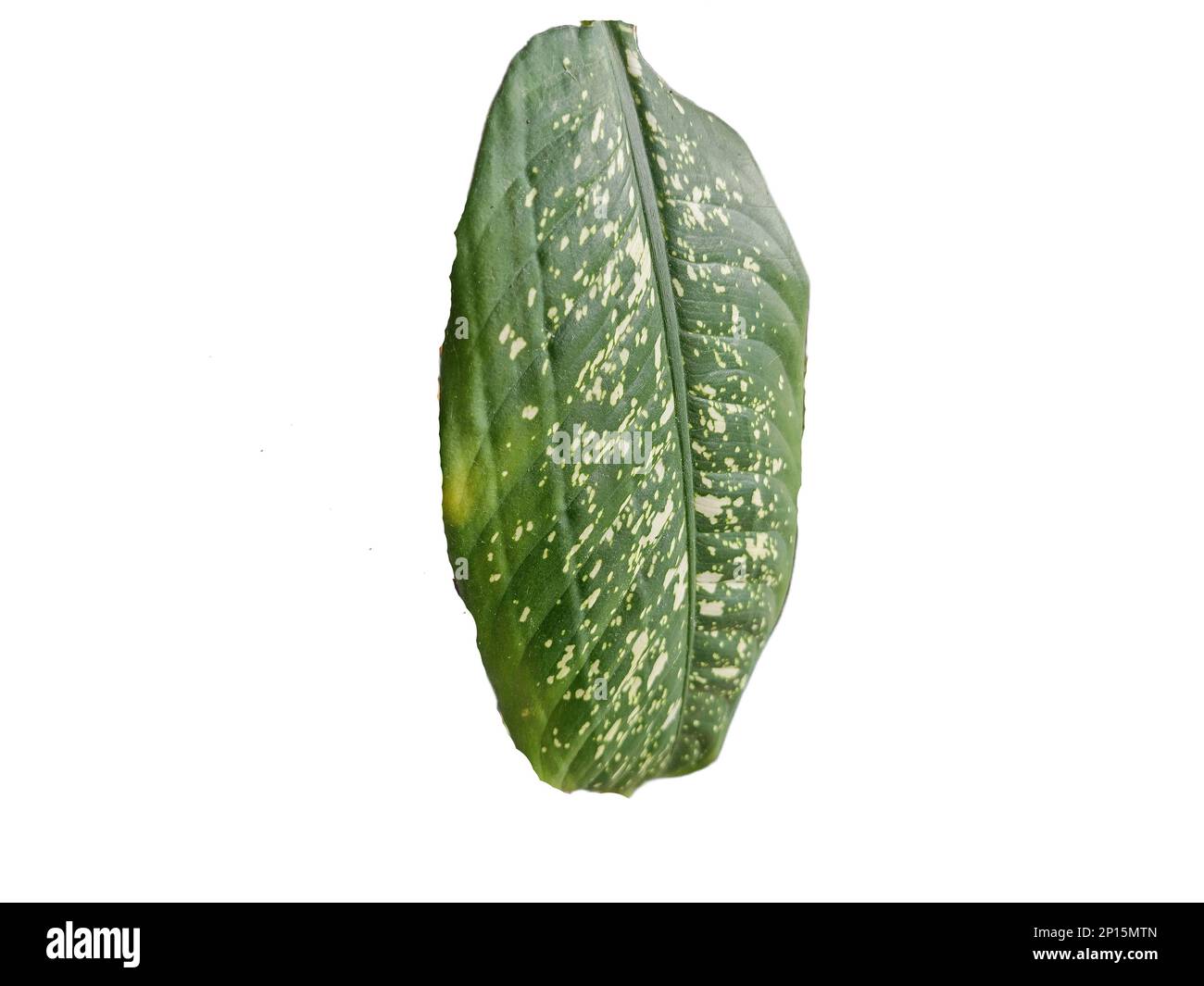 Dumb cane plant isolated on white. Dieffenbachia seguine Stock Photo ...