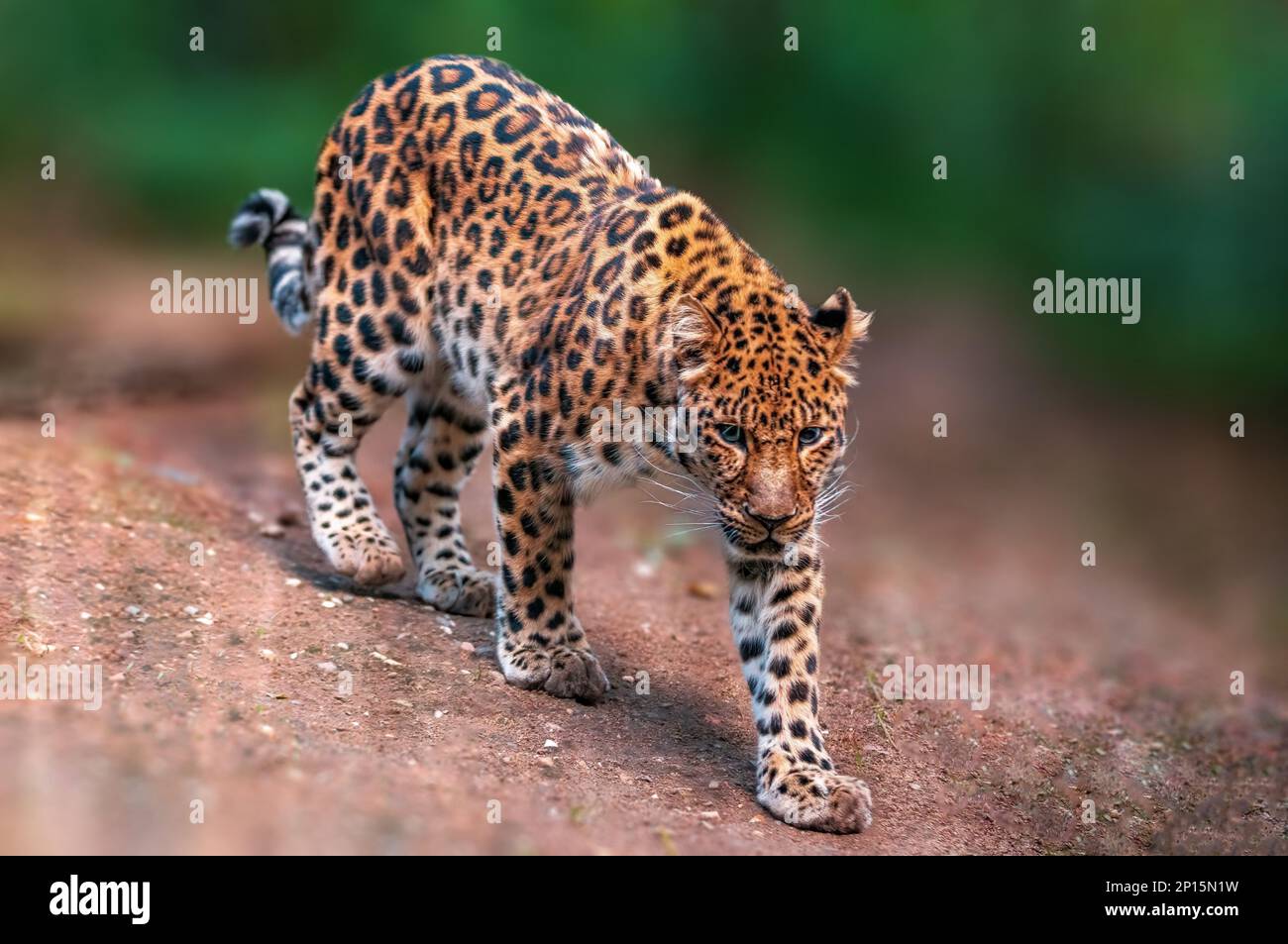 Leopard sitting in savannah field hi-res stock photography and images ...