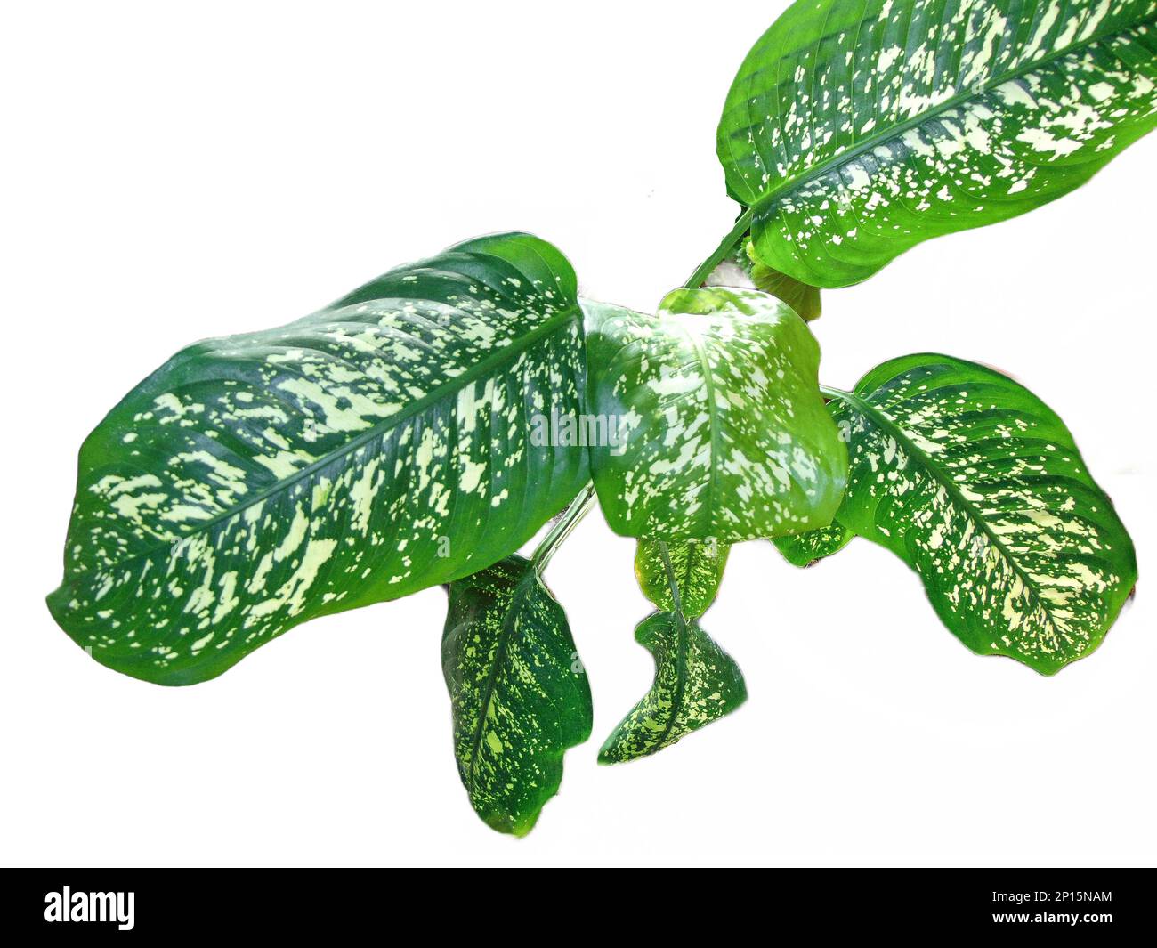 Dumb cane plant isolated on white. Dieffenbachia seguine Stock Photo ...