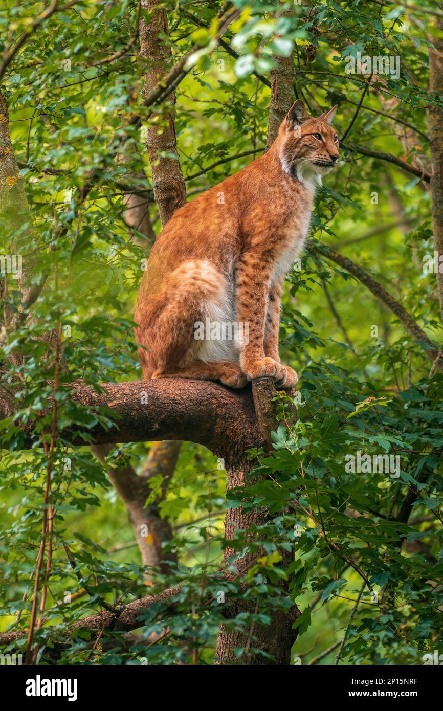 a handsome lynx hides in colorful spring forest Stock Photo - Alamy