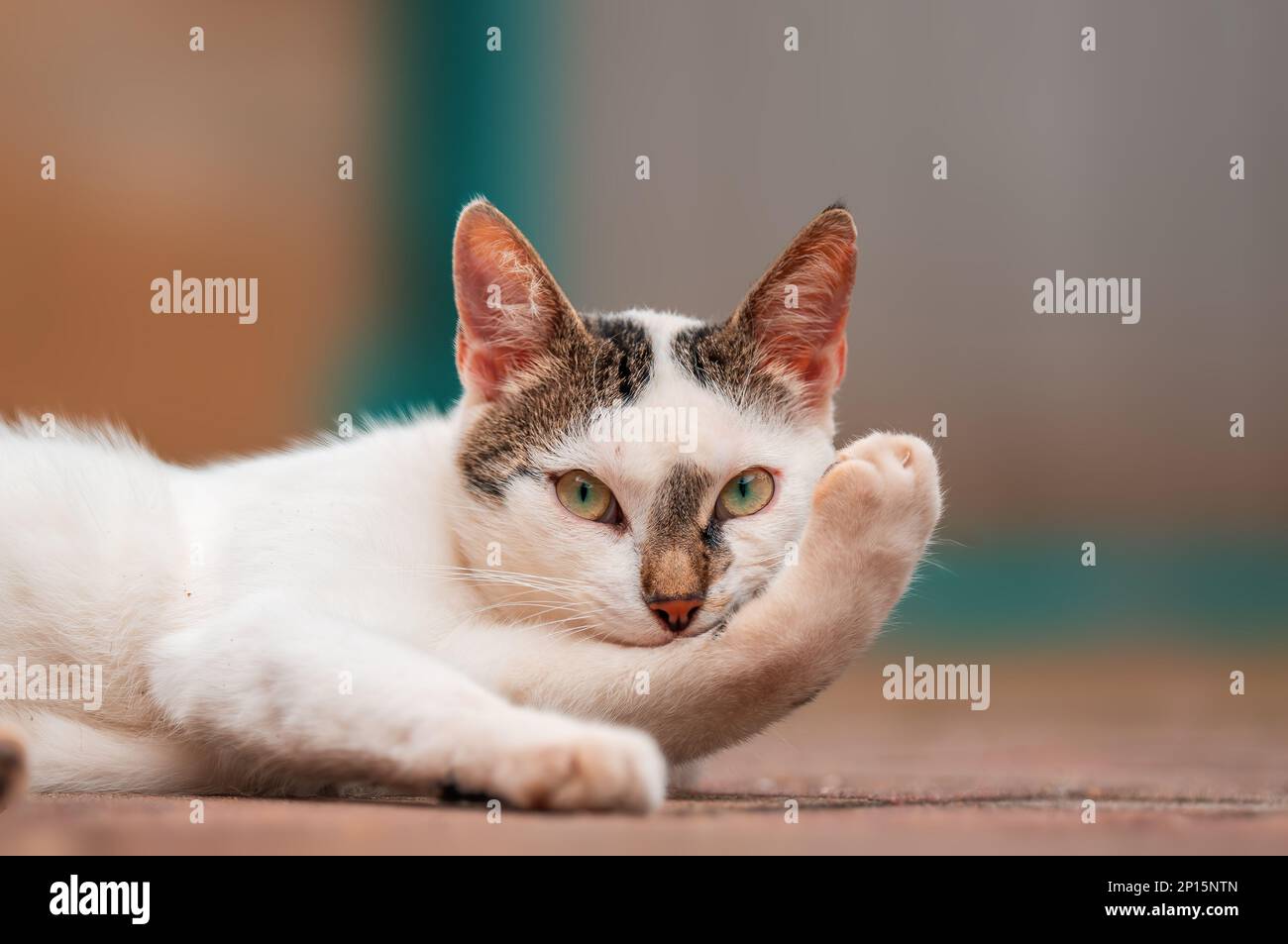 young pretty adult cat looks relaxed at the camera Stock Photo - Alamy