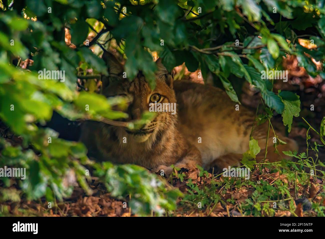 Animal hides close up hi-res stock photography and images - Alamy