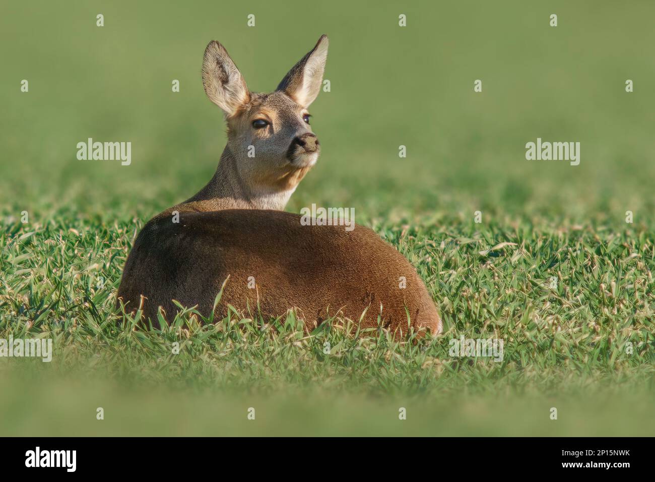 a Beautiful doe sits on a green field in spring Stock Photo - Alamy