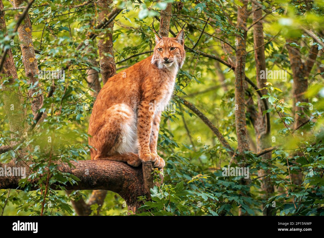 a handsome lynx hides in colorful spring forest Stock Photo - Alamy