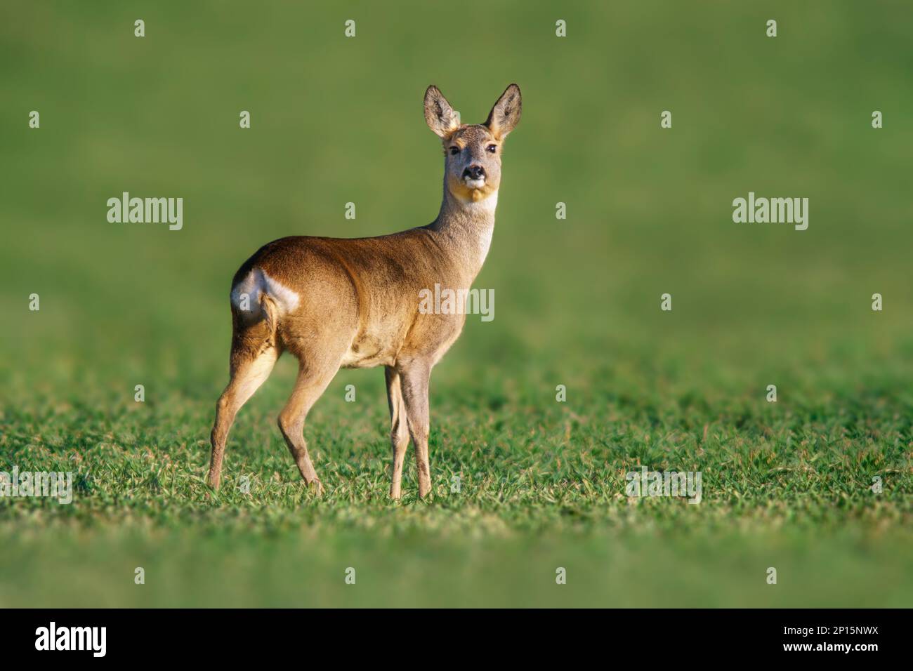 a beautiful doe doe standing on a green field in spring Stock Photo - Alamy