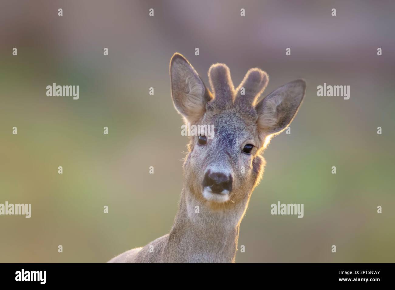 a portrait of a pretty roebuck in summer Stock Photo - Alamy