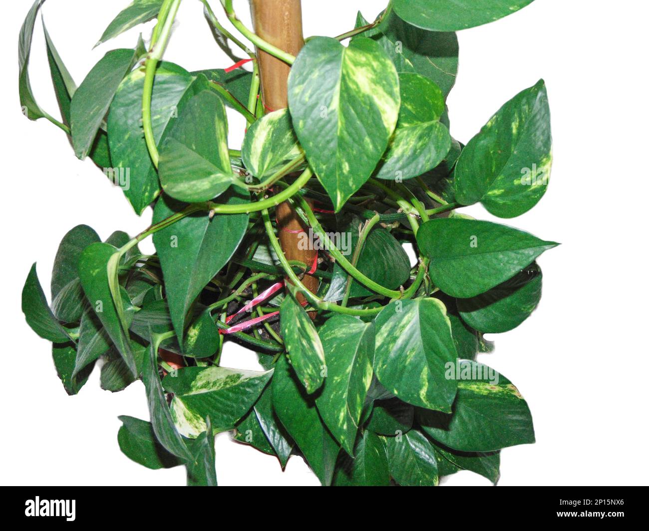 Pothos plant hi-res stock photography and images - Alamy