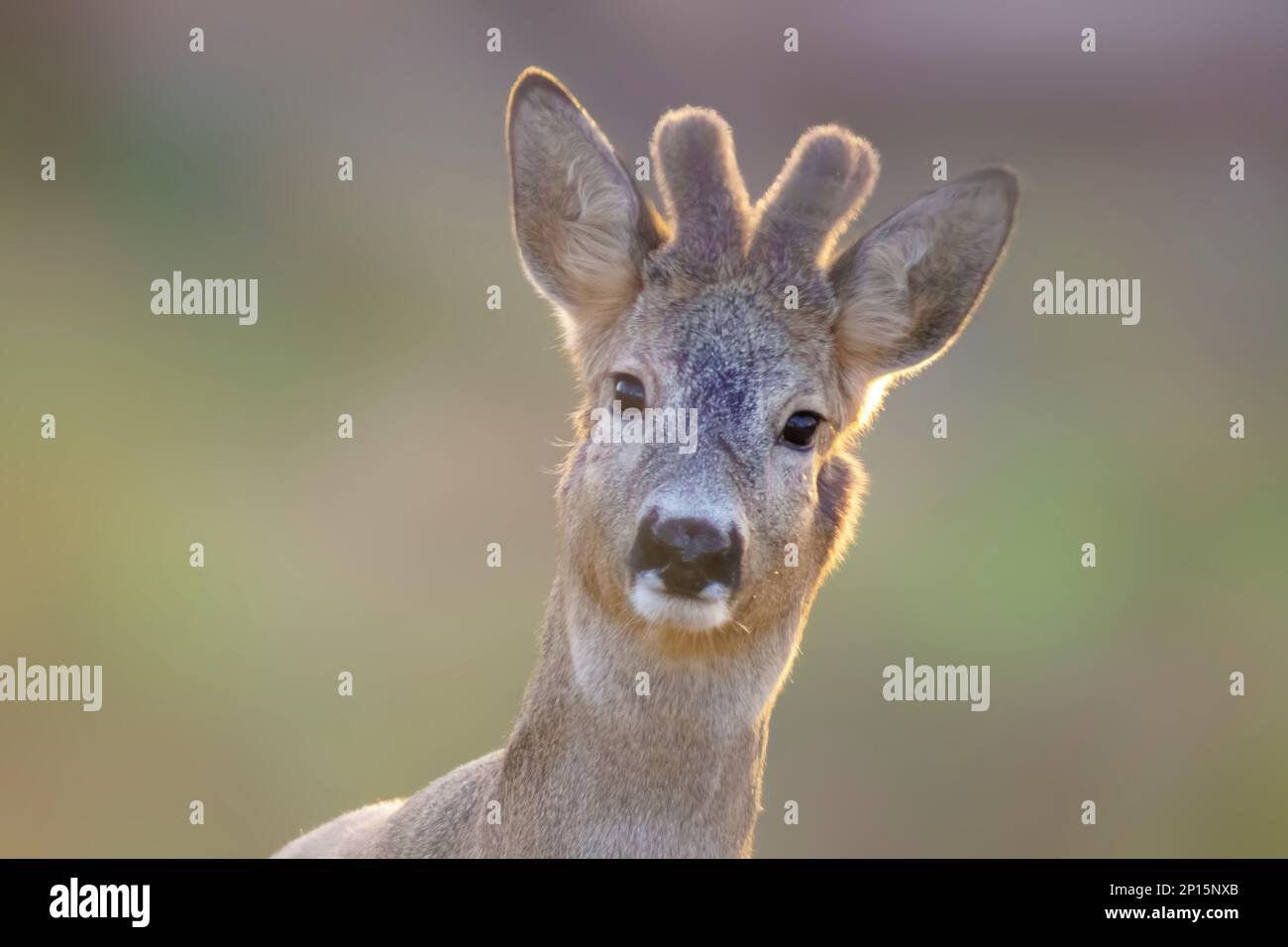 Roe deer pretty hi-res stock photography and images - Alamy