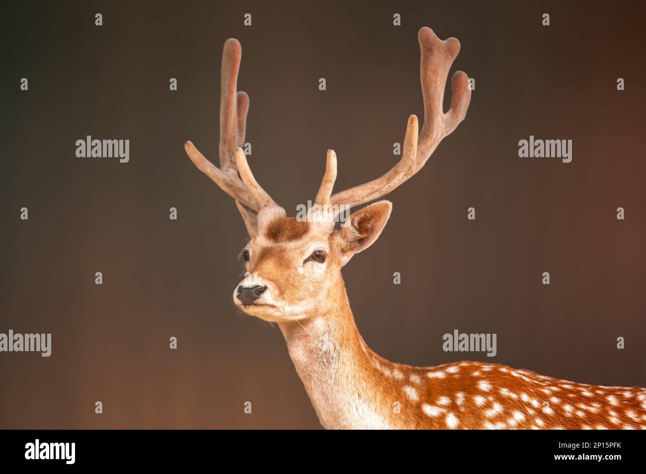 a portrait of a pretty fallow deer buck Stock Photo - Alamy