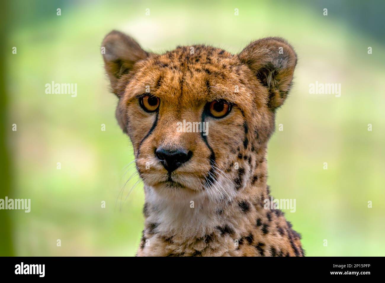 cheetah looks very relaxed into the camera Stock Photo - Alamy
