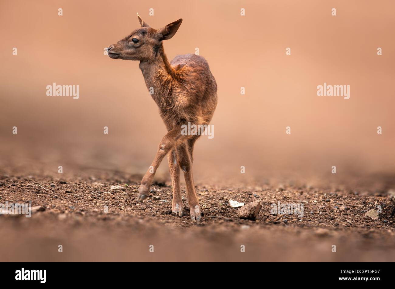 Red eye stands hi-res stock photography and images - Alamy
