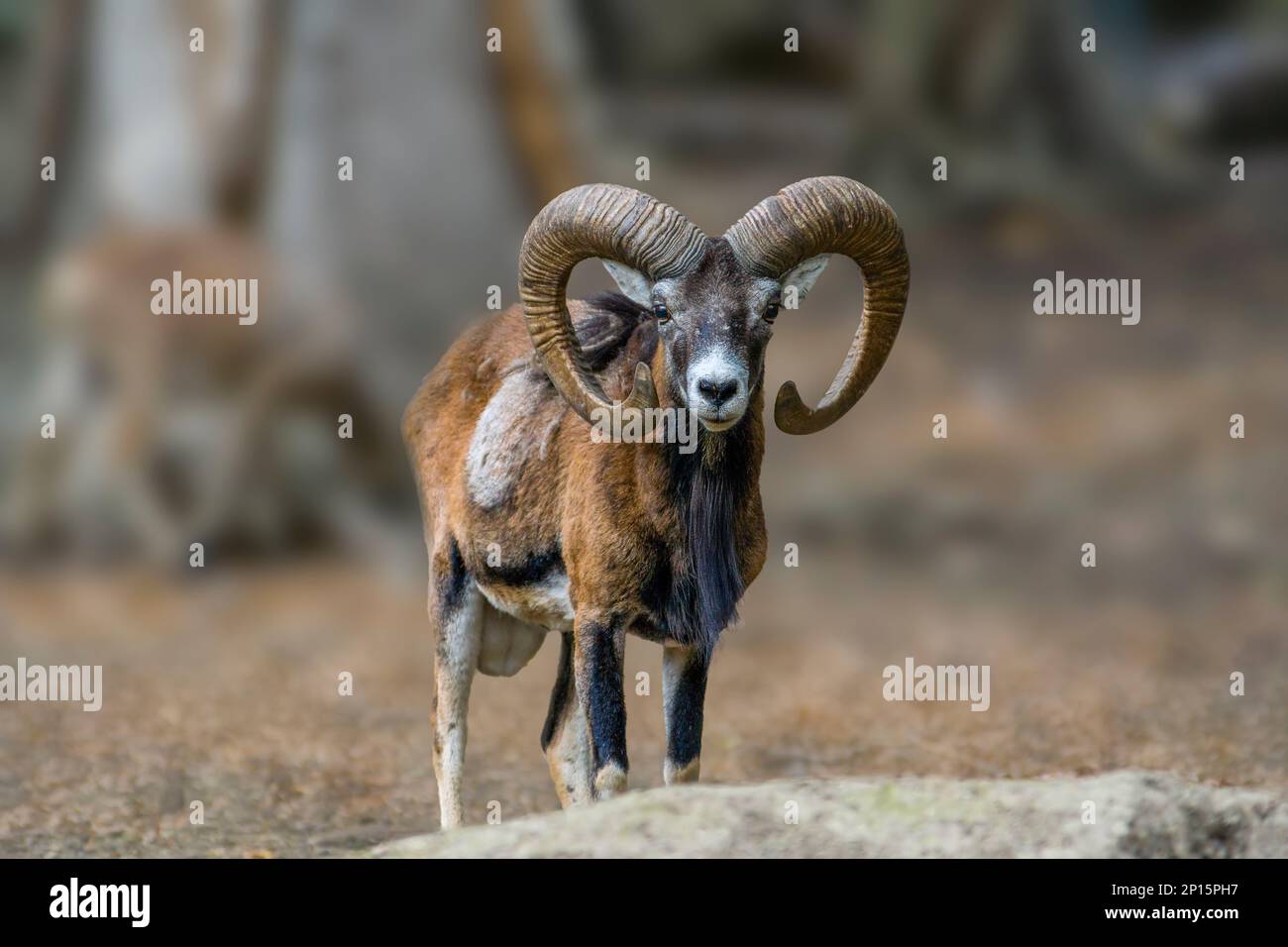 Furry mammal stands hi-res stock photography and images - Alamy