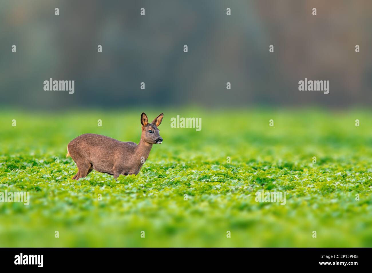a beautiful doe doe standing on a green field in spring Stock Photo - Alamy