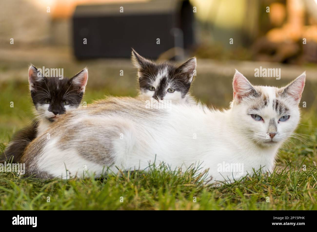 two young cute kittens cuddling with their mother Stock Photo - Alamy