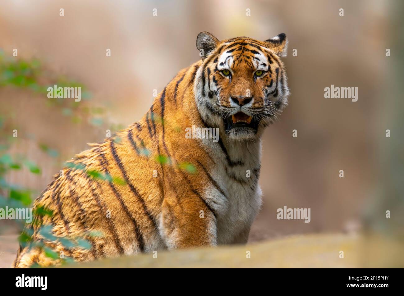 a handsome young tiger looks at the camera leisurely Stock Photo - Alamy