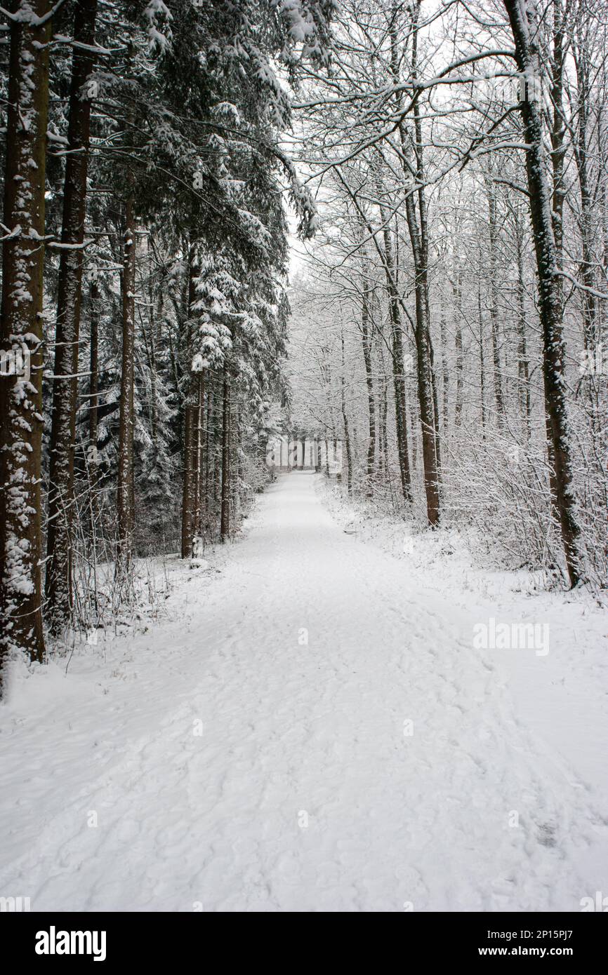 Forest pathway low angle view hi-res stock photography and images - Alamy