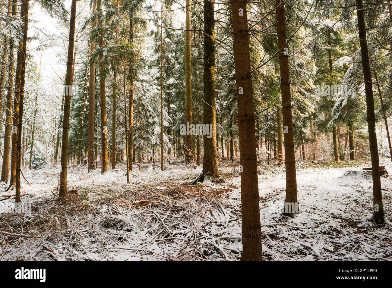 Beautiful shot snowy coniferous forest hi-res stock photography and ...