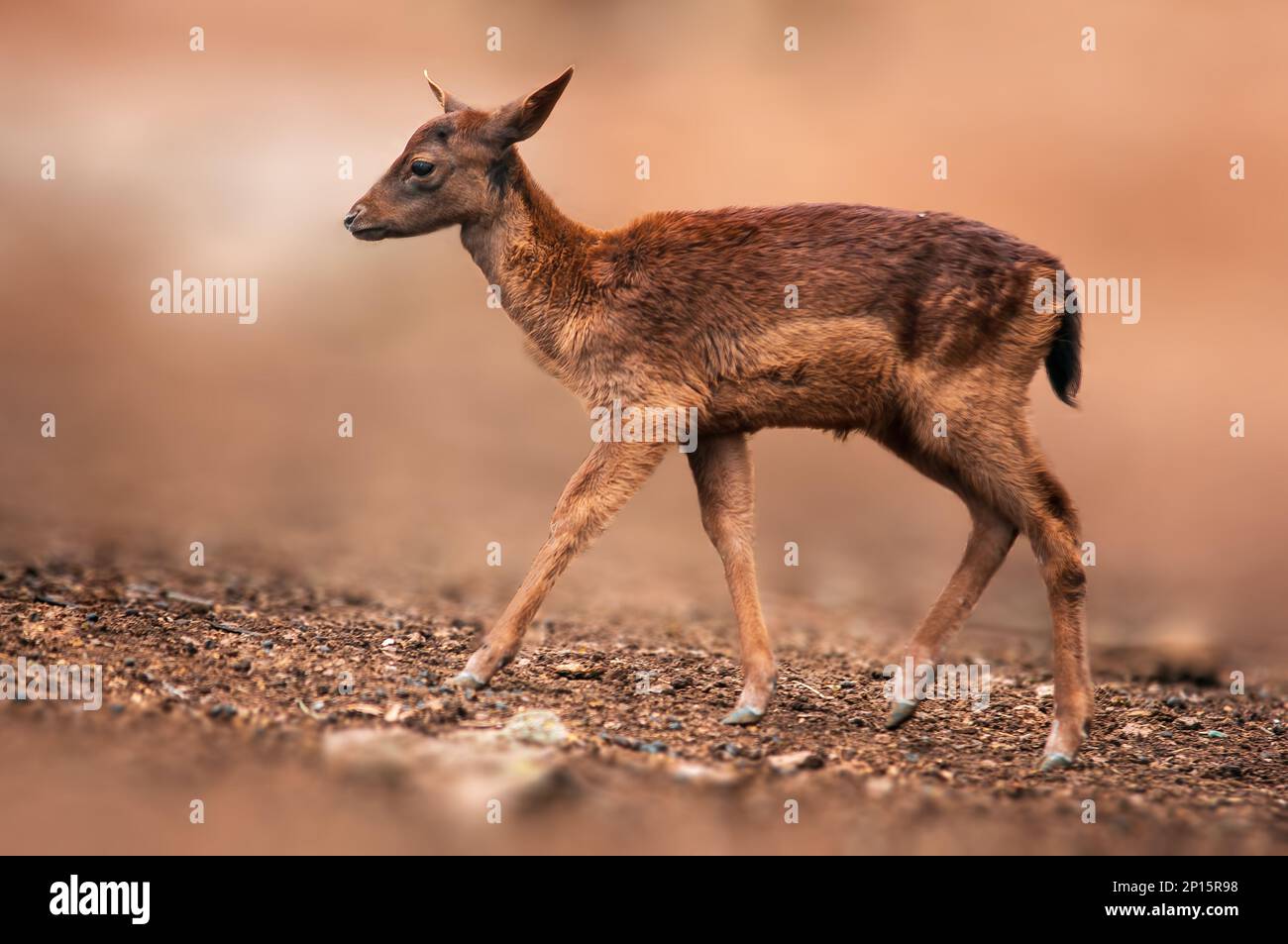 Red eye stands hi-res stock photography and images - Alamy