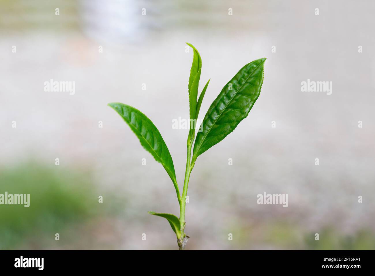 Closeup, Top of Green tea leaf in the morning, tea plantation, blurred ...